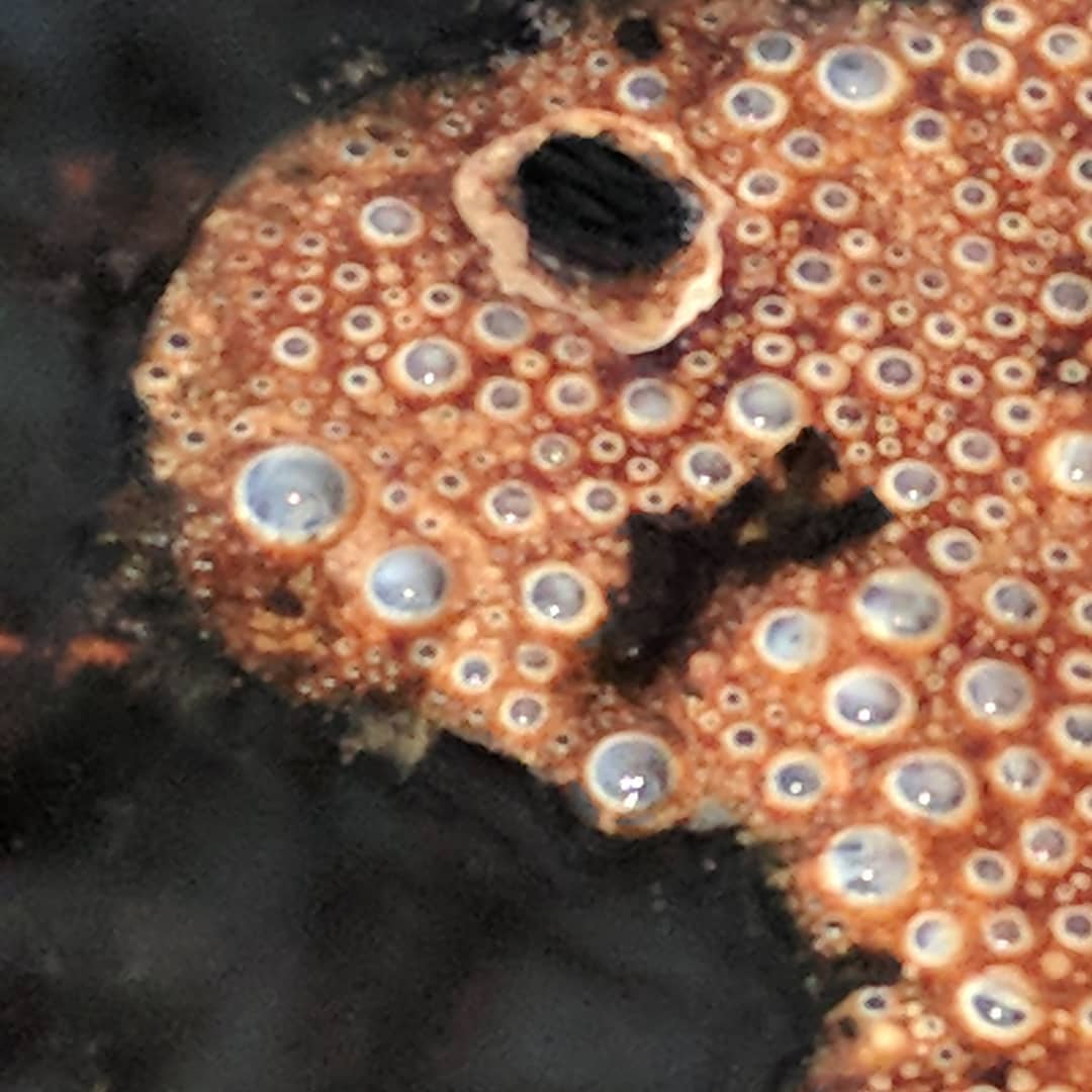 Octopus Anatomy through Artful Photography - Gaming, Songs, Python ...